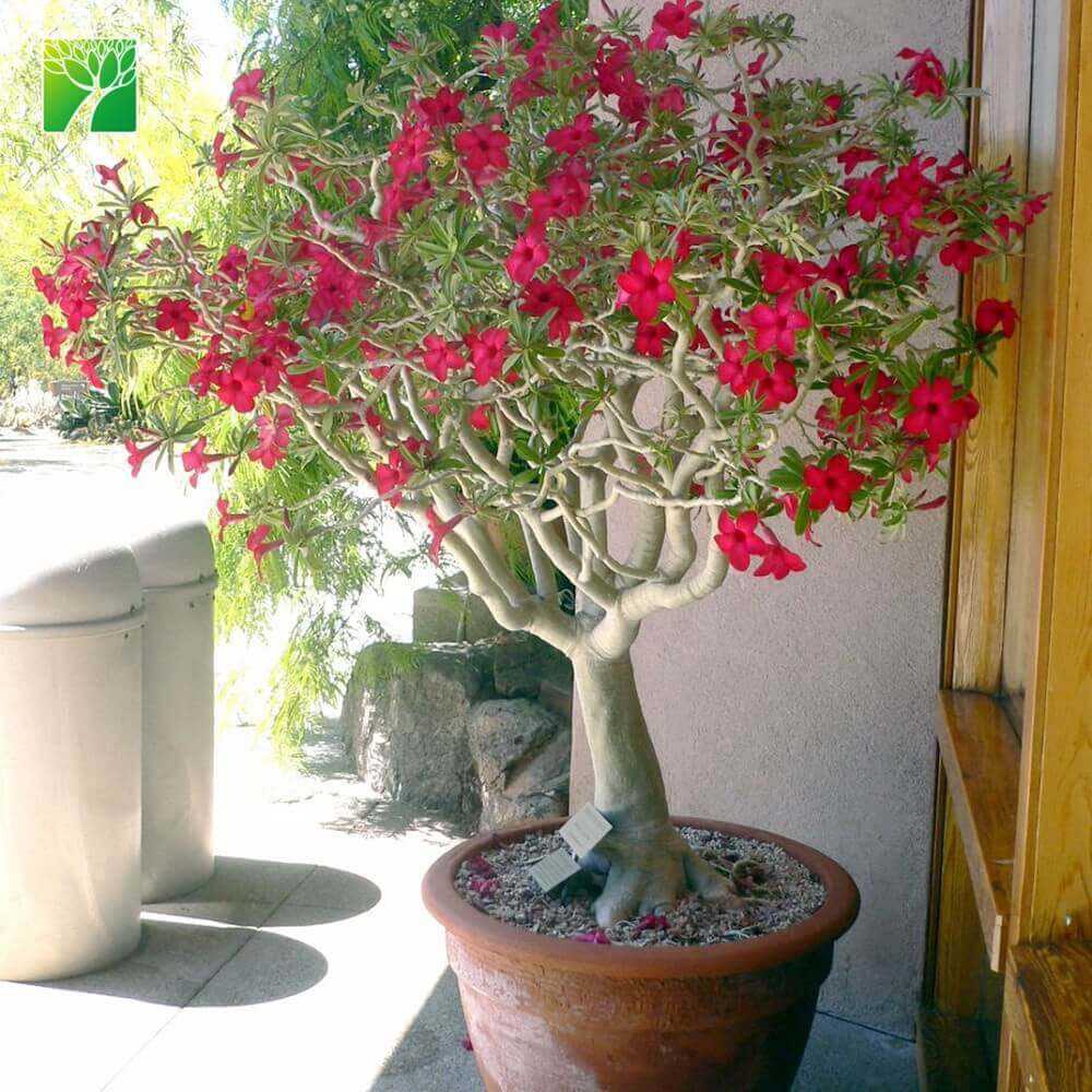 Bonsai Krokot » Pengertian dan 5 Cara Merawatnya